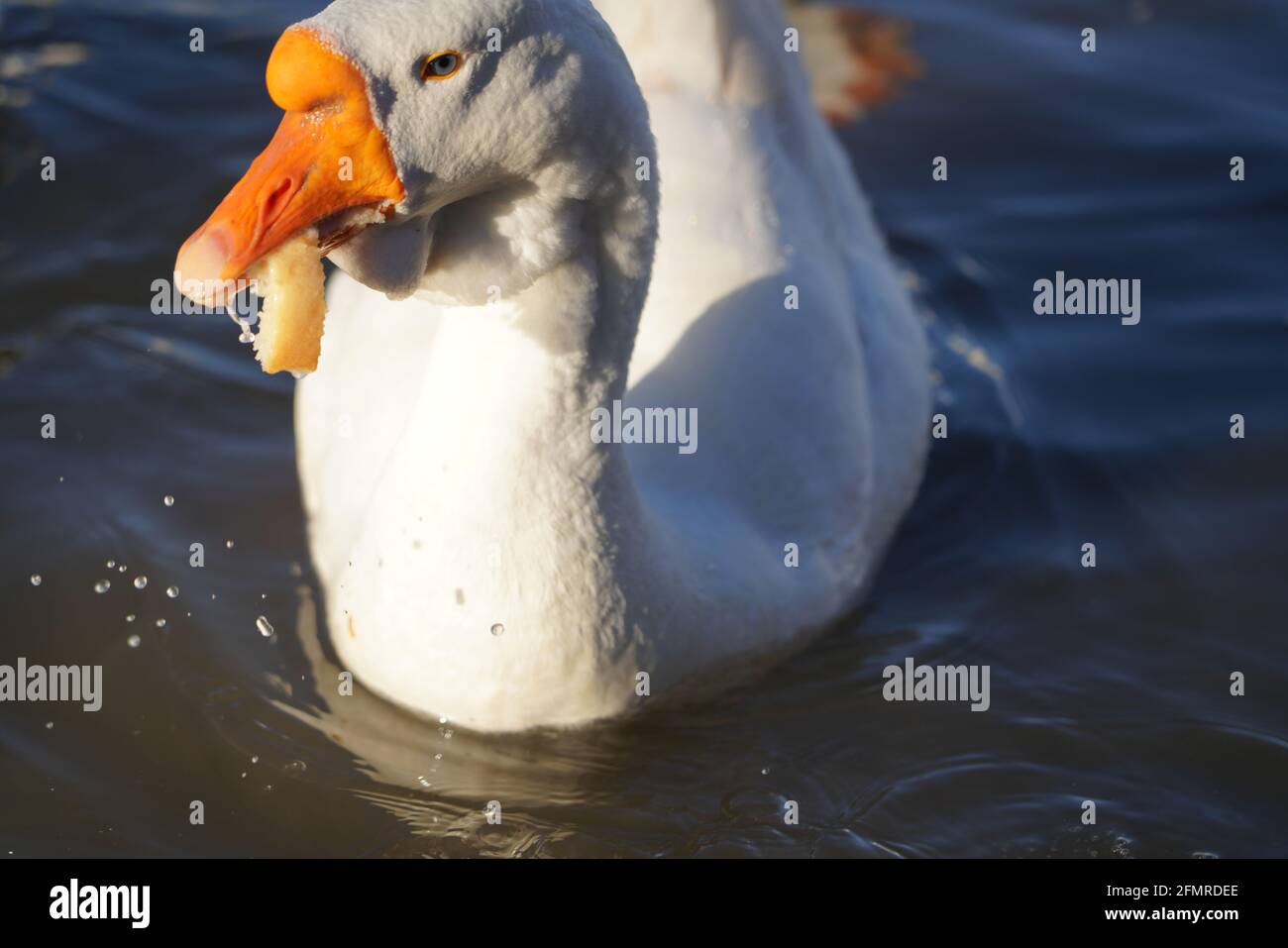 Dove with flying bread hi-res stock photography and images - Alamy