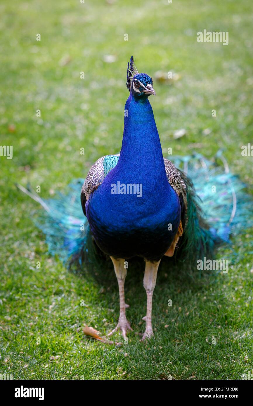 Peafowl in habitat hi-res stock photography and images - Alamy