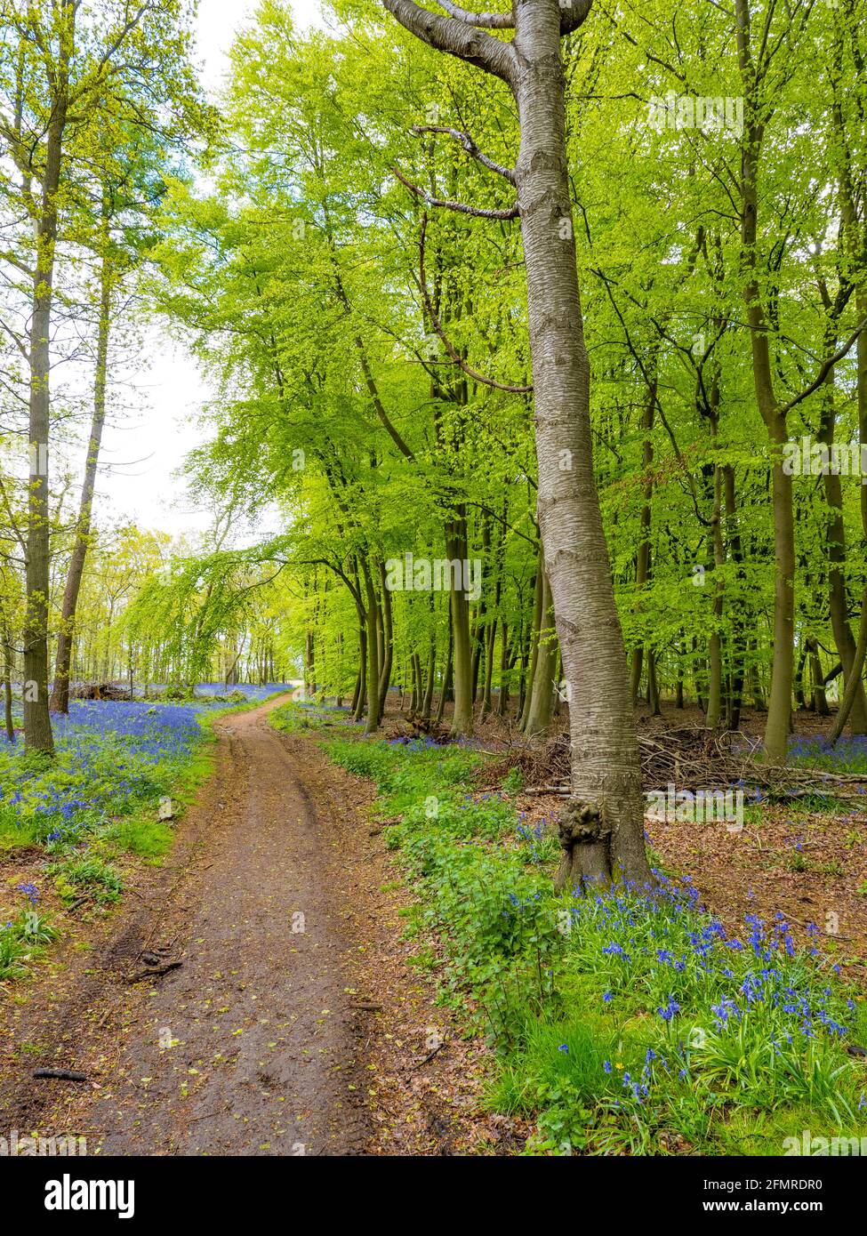 Path Bluebell Woods, Mapledurham, Oxfordshire, England, UK, GB Stock ...