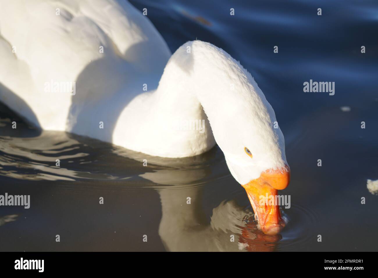 Geese eating bread hi-res stock photography and images - Alamy