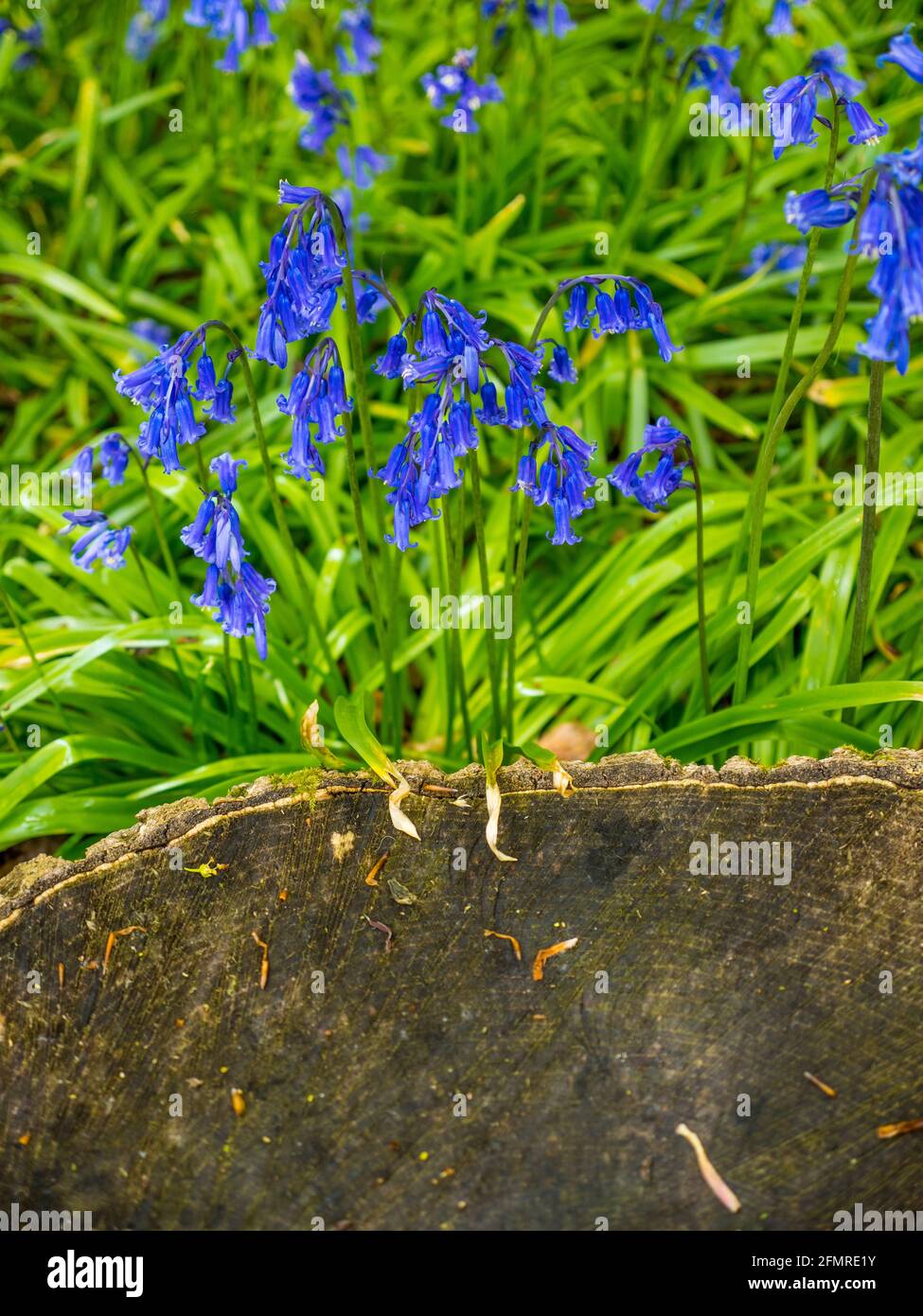 Bluebells growing england hi-res stock photography and images - Alamy