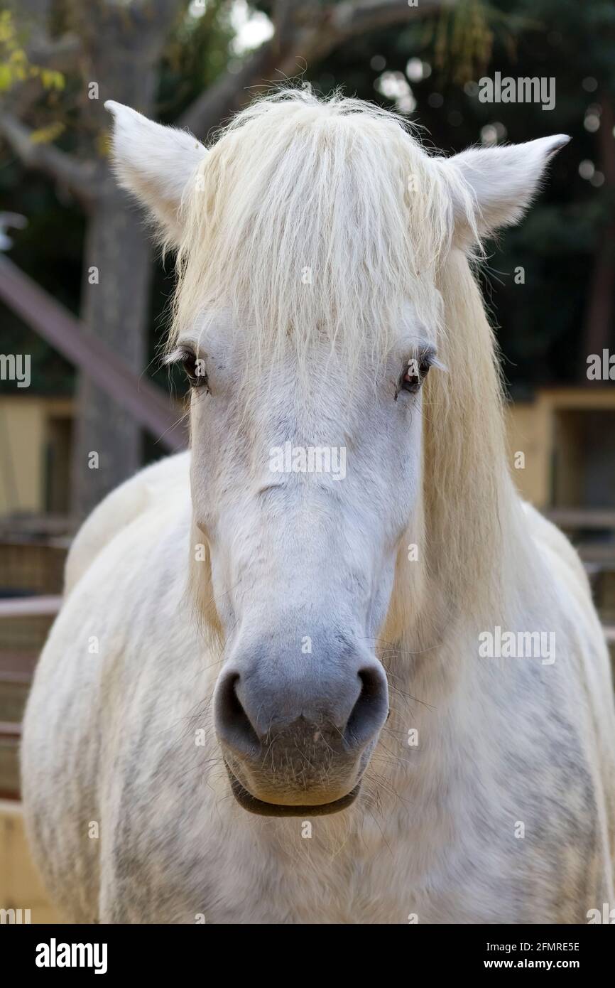 Snow white horse portrait Stock Photo - Alamy