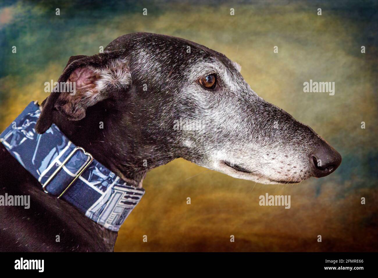 Portrait borzoi side view hi-res stock photography and images - Alamy