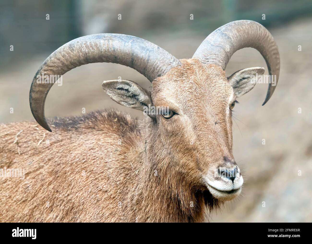 View young alpine ibex hi-res stock photography and images - Alamy
