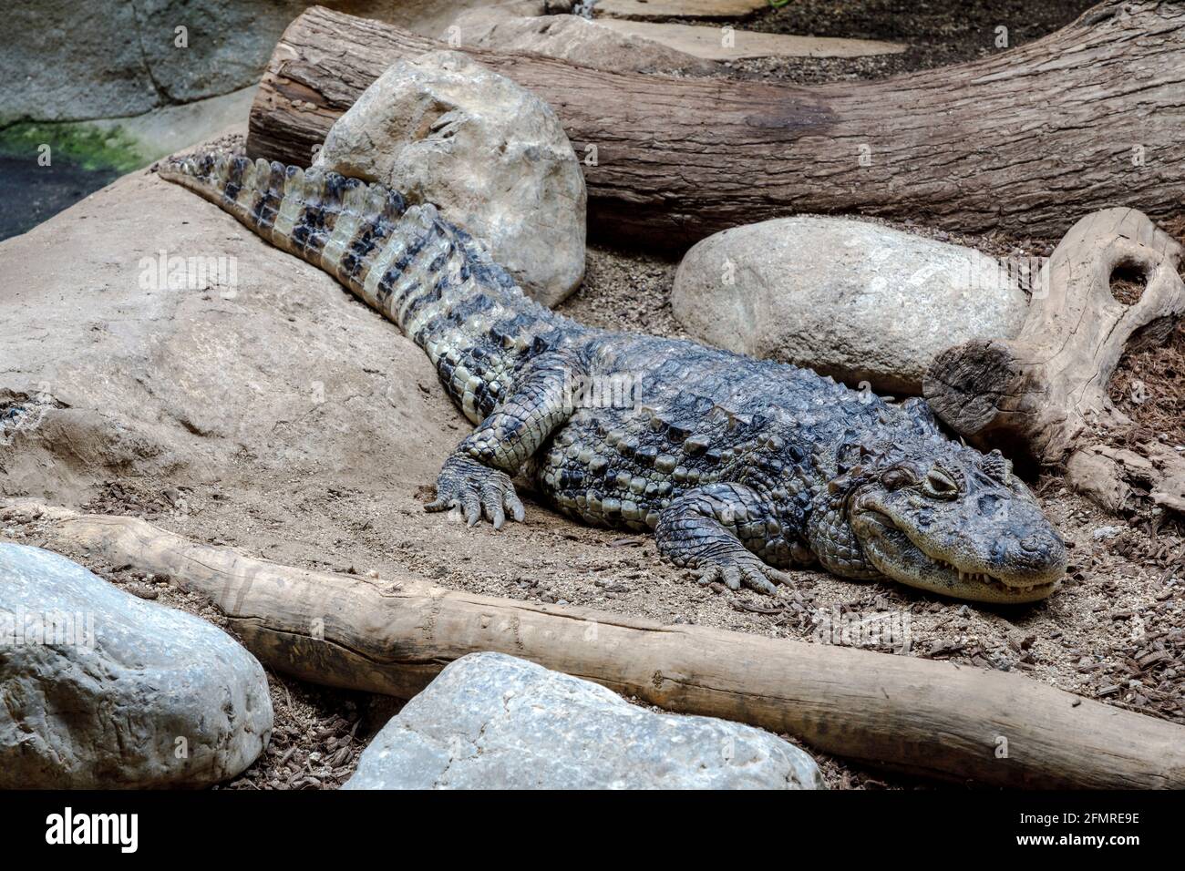 Reptiles Alligators