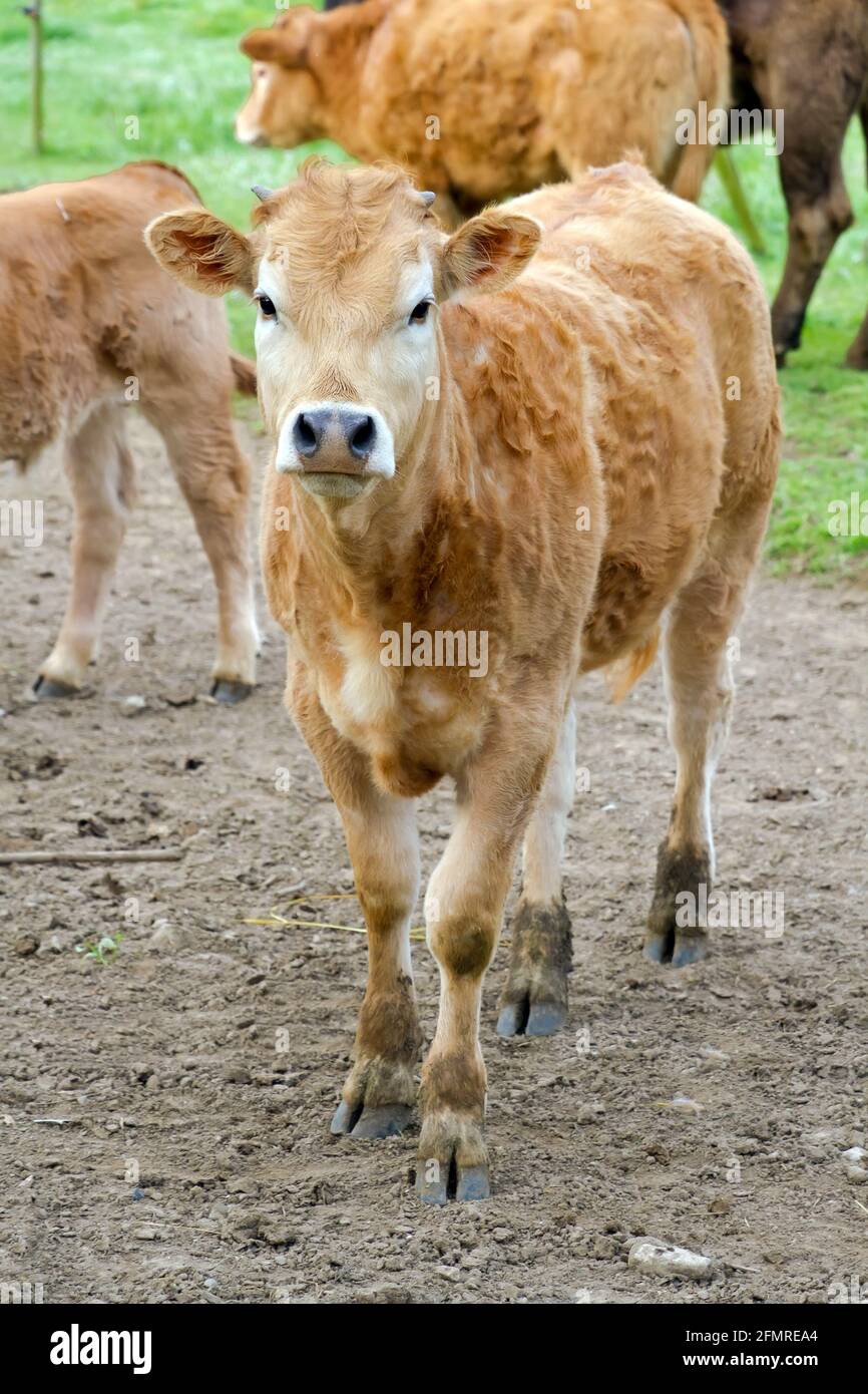 Cow in village setting hi-res stock photography and images - Alamy