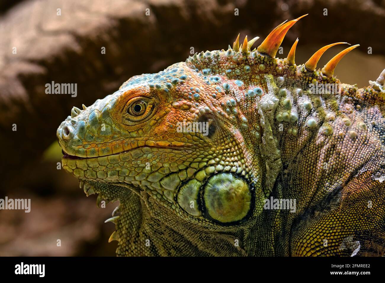 Tupinambis is a lizard genus which belongs to the family of Teiidae ...