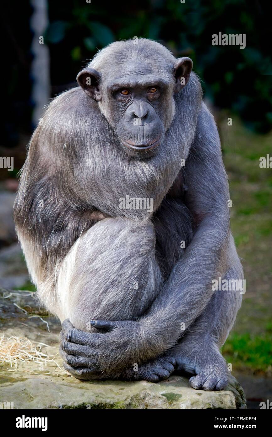 Chimpanzee with grey hair hi-res stock photography and images - Alamy