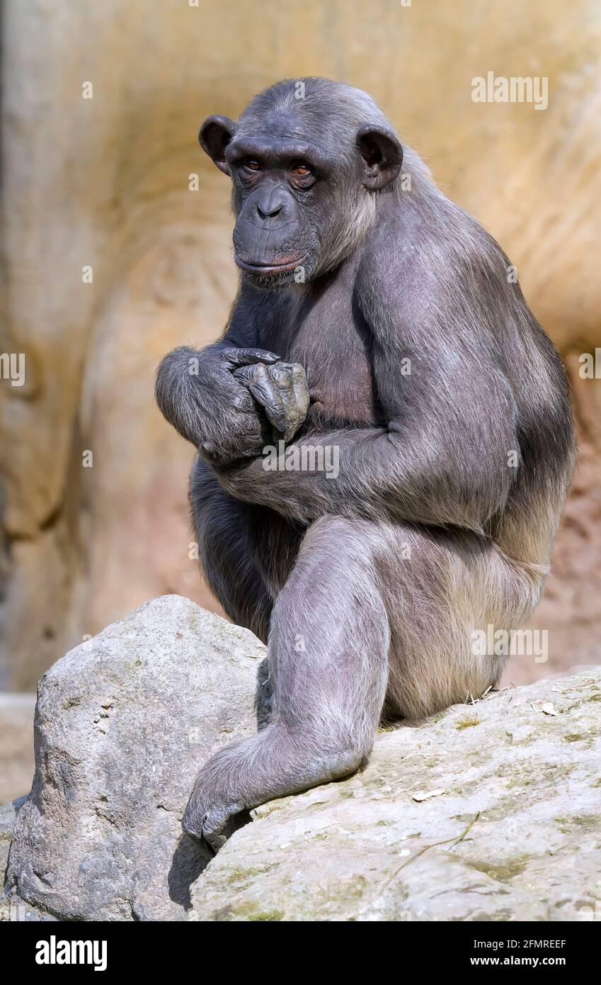 Chimpanzee with grey hair hi-res stock photography and images - Alamy