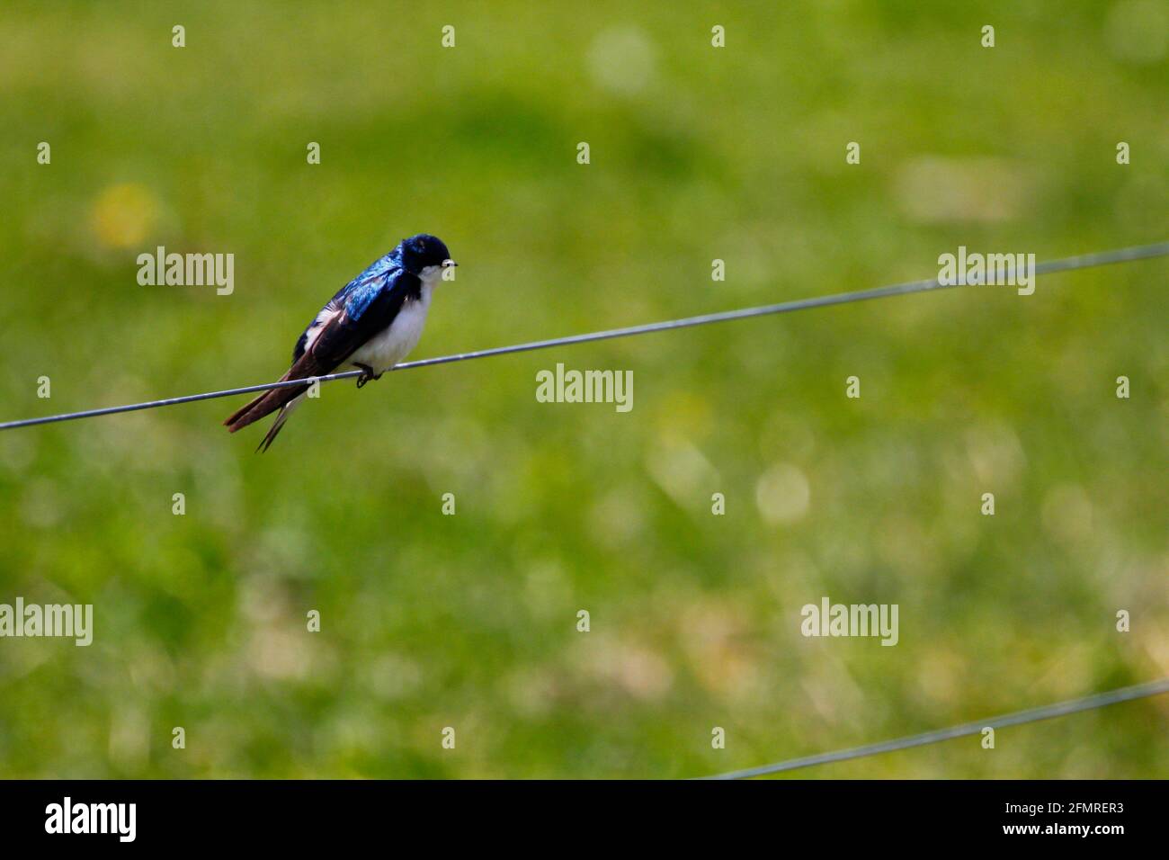 Tree Swallow Bird (Tachycineta bicolor Stock Photo - Alamy