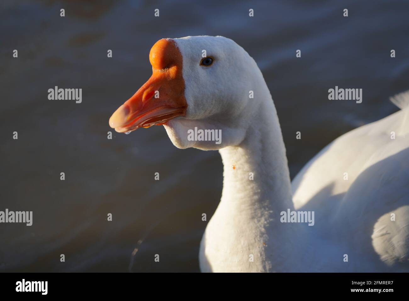 Goose shaking wings hi-res stock photography and images - Alamy