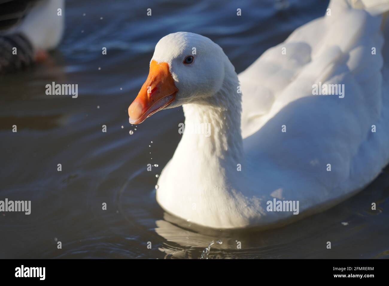 Goose shaking wings hi-res stock photography and images - Alamy