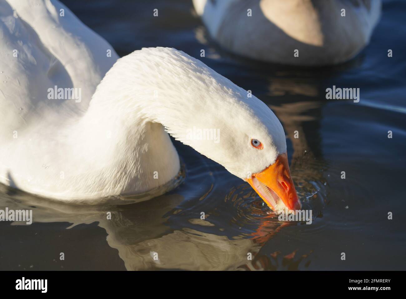 Goose shaking wings hi-res stock photography and images - Alamy