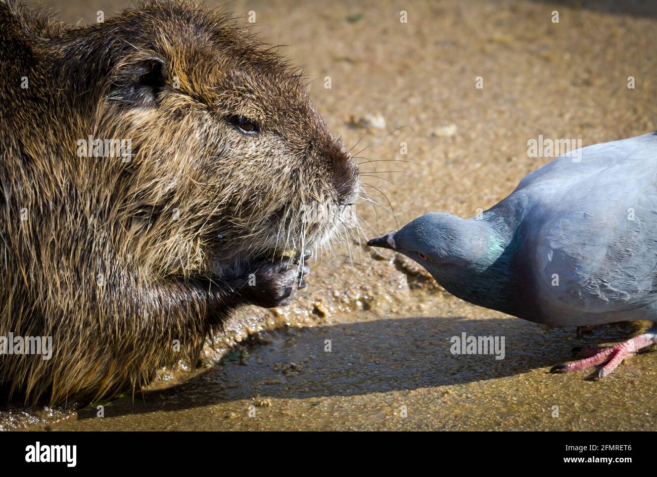 The rat and pigeon curious, curious animal scene Stock Photo - Alamy