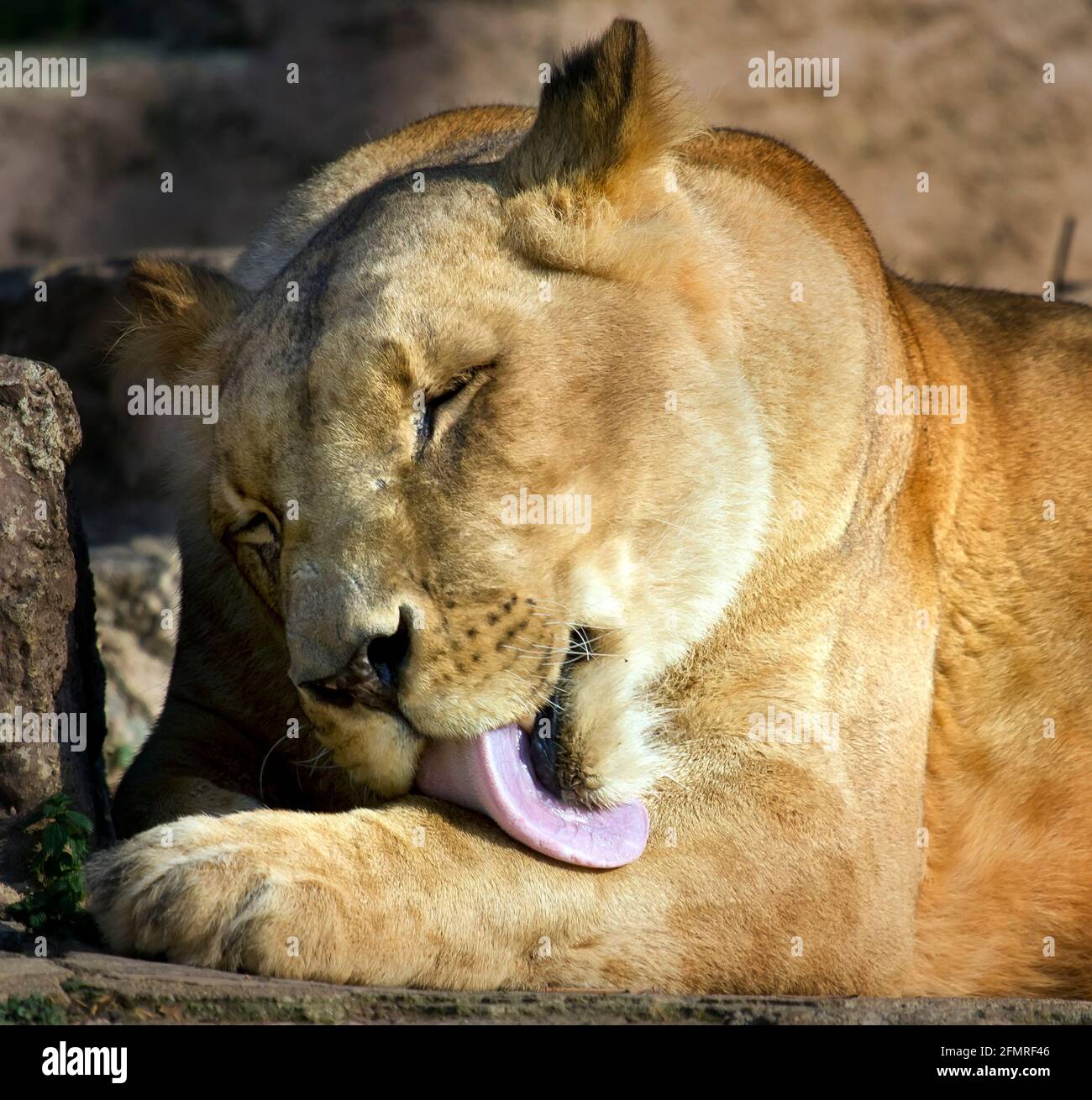 Pink lioness hi-res stock photography and images - Alamy