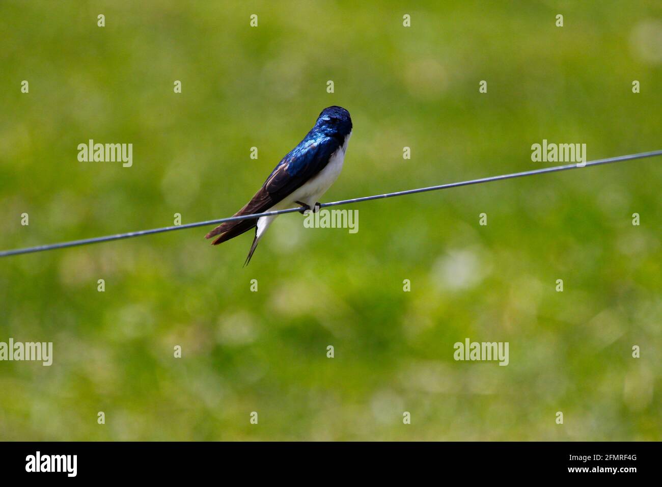 Tree Swallow Bird (Tachycineta bicolor Stock Photo - Alamy