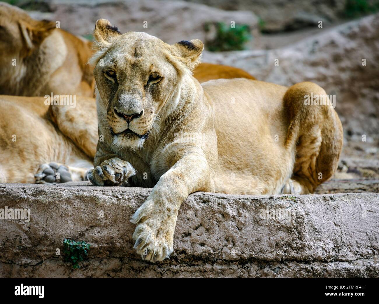 Reclined position hi-res stock photography and images - Alamy