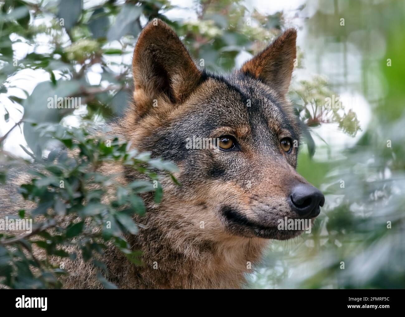 The wolf Canis lupus is a member of the mammalian order known as ...