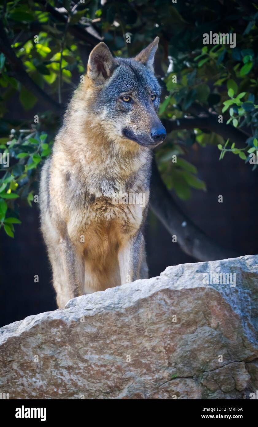 The wolf Canis lupus is a member of the mammalian order known as ...