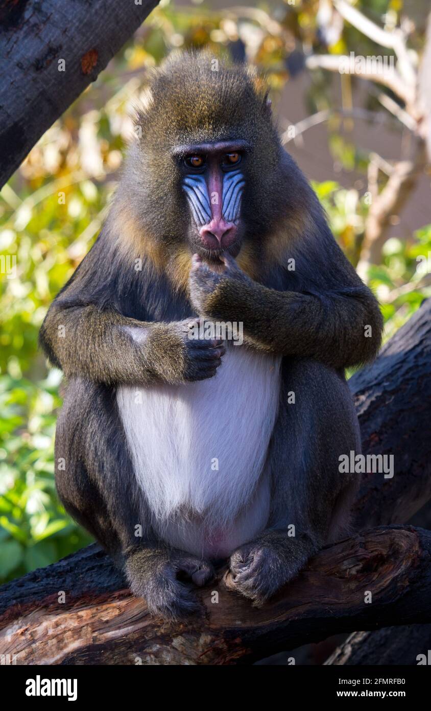 The mandrill (Mandrillus sphinx) is a primate of the Cercopithecidae (Old-world monkeys) family ...