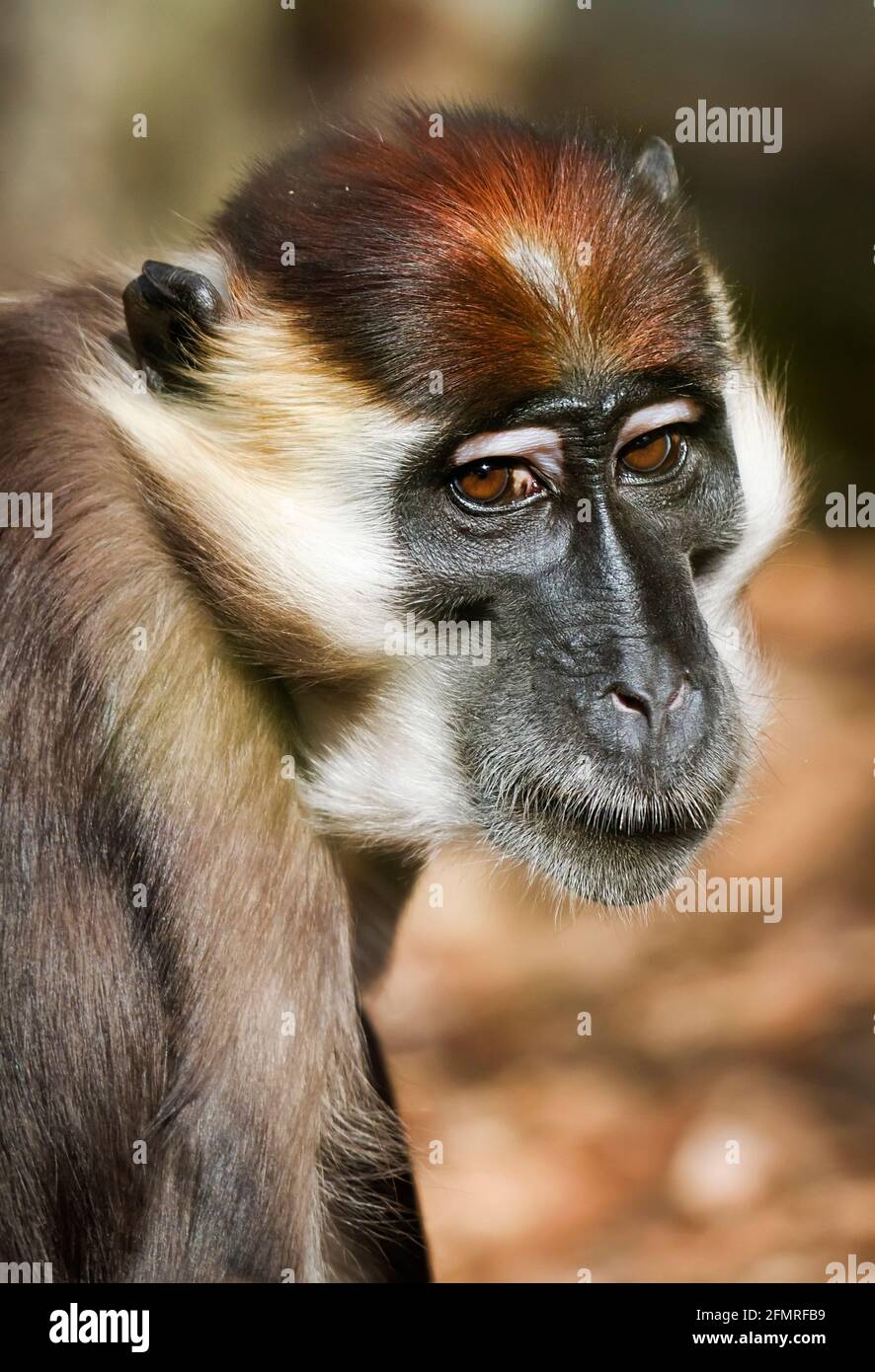 Semi side profile hi-res stock photography and images - Alamy
