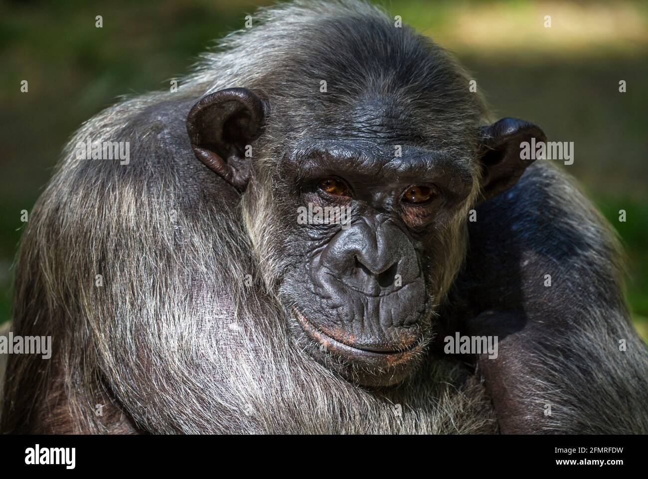 Closeup of chimpanzee Pan troglodytes, Vertical image position staring ...