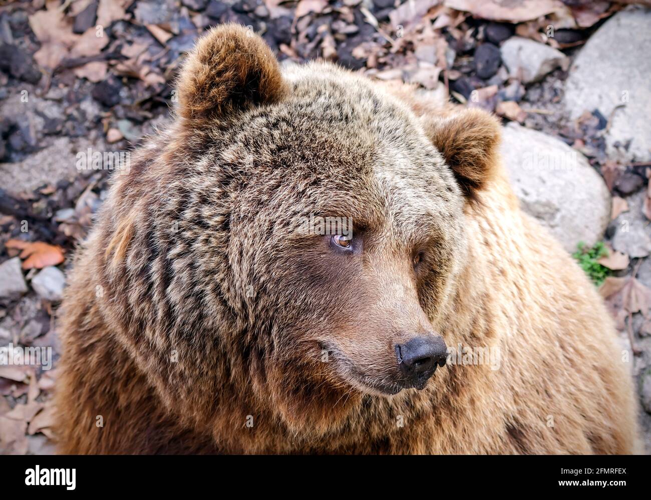 Brown Bear, Ursus arctos in the rain with wet fur. Closeup Stock Photo ...