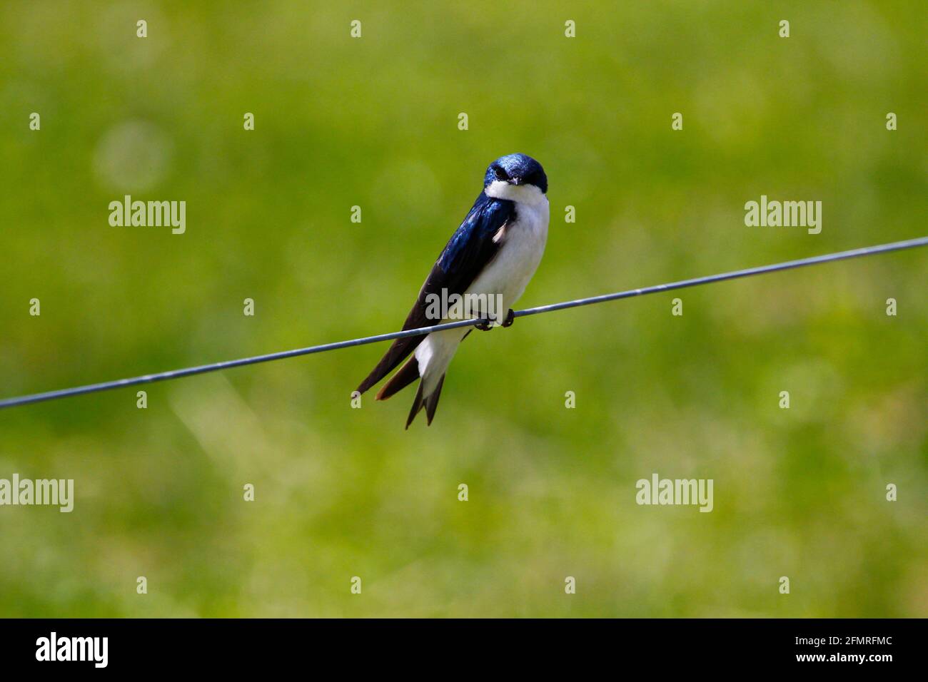 Tree Swallow Bird (Tachycineta bicolor Stock Photo - Alamy