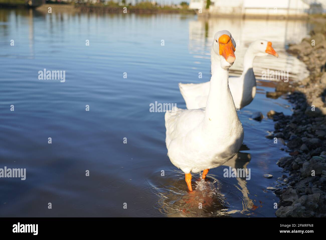Goose shaking wings hi-res stock photography and images - Alamy