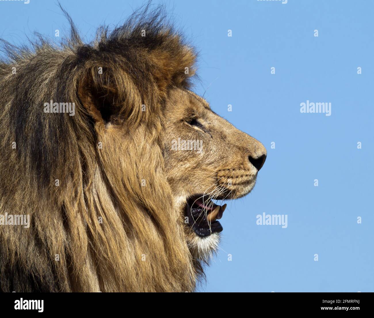 The lion King, profile image Stock Photo - Alamy