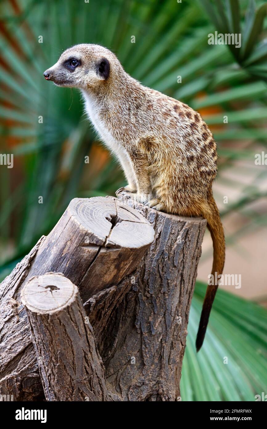 Meerkat, Meercat, (Surikate) standing upright as Sentry - Suricata ...
