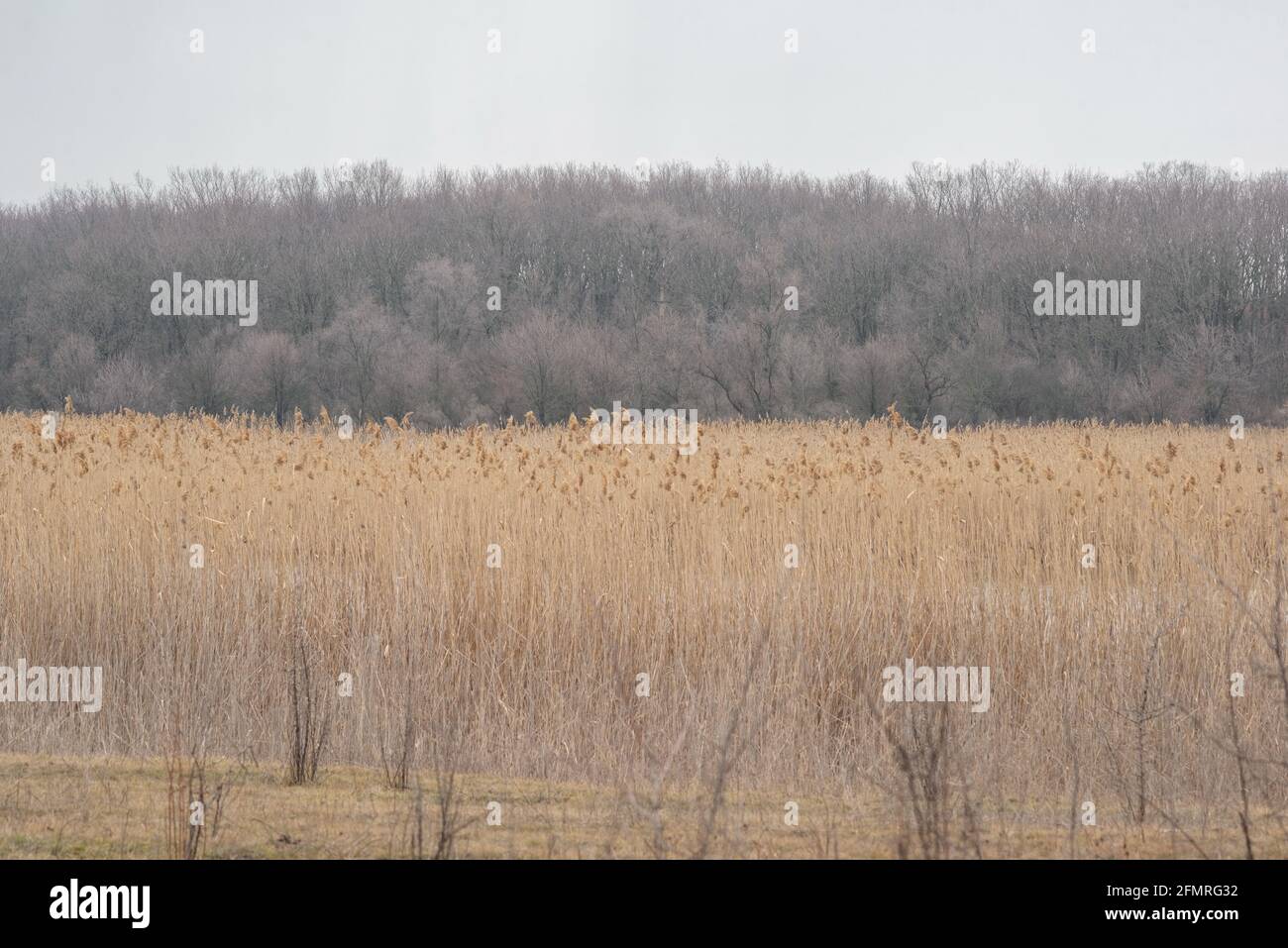 landscape of reeds near the river, against the background of the ...