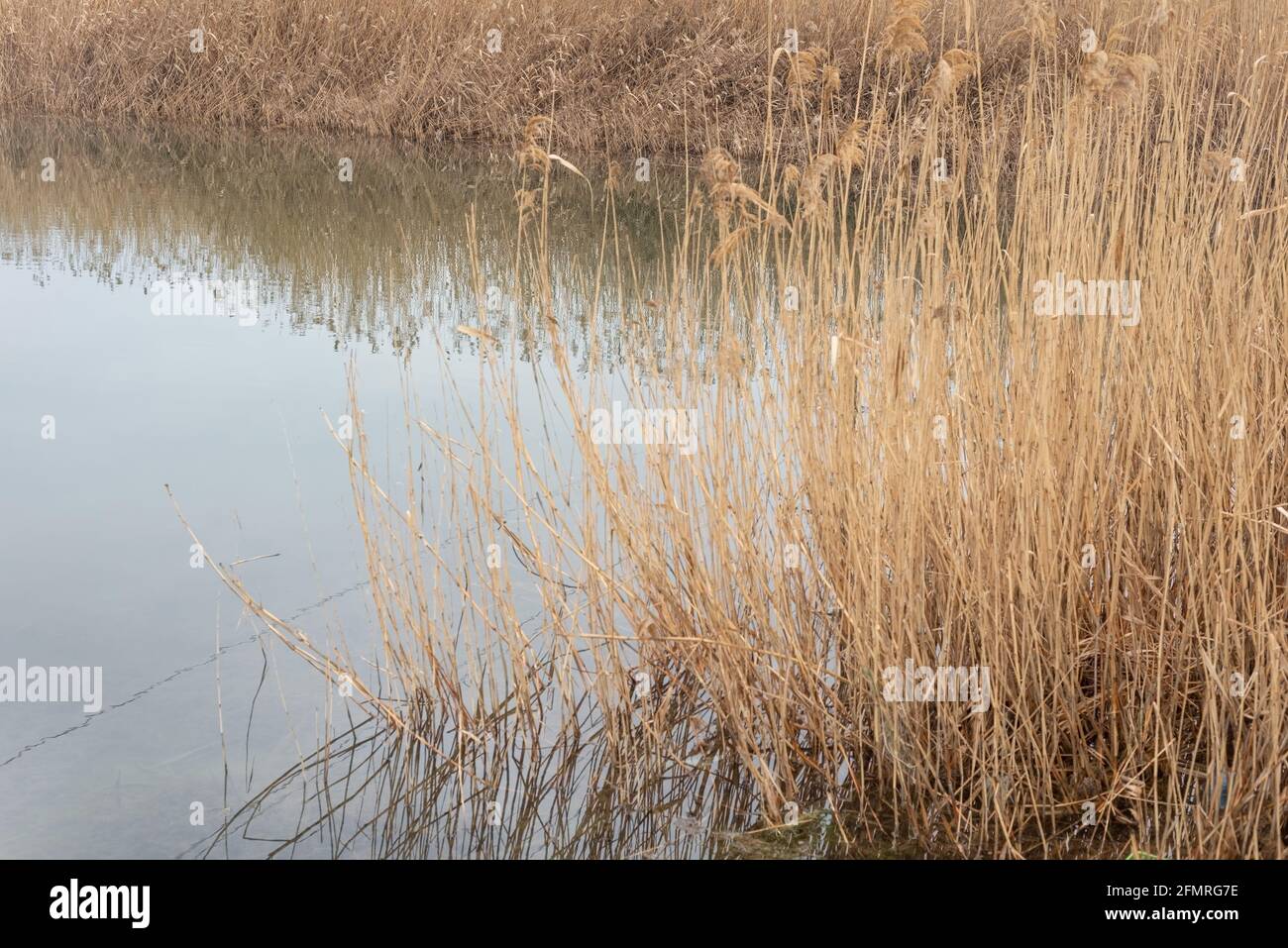river yellow reed in cloudy weather on the river Stock Photo - Alamy