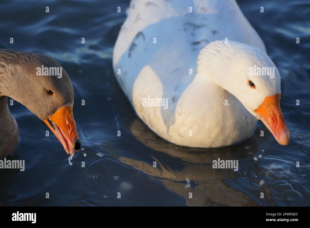 Domestic geese child hi-res stock photography and images - Alamy