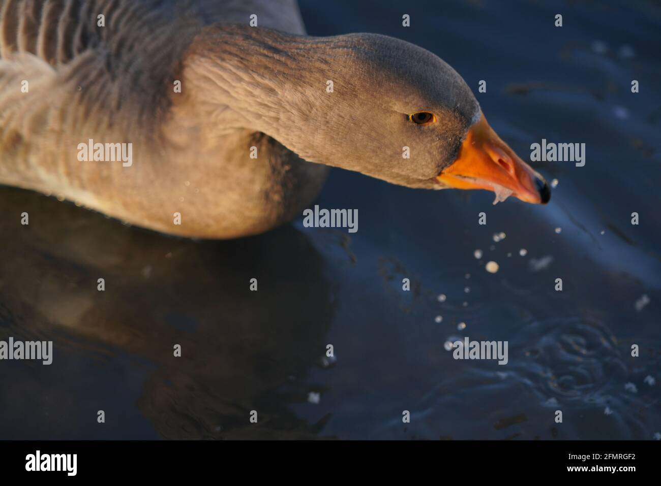 Domestic geese child hi-res stock photography and images - Alamy