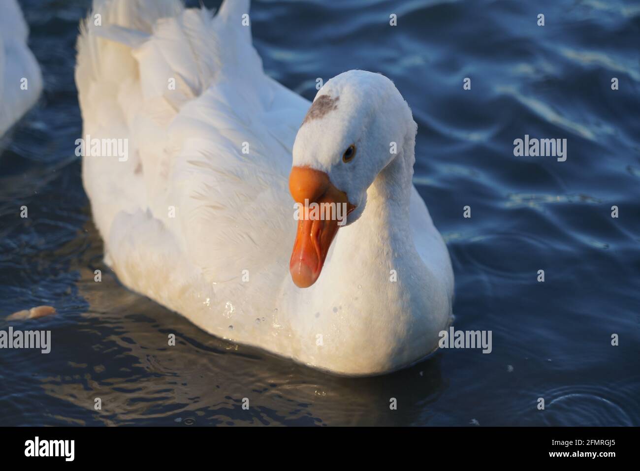 Grey goose bread hi-res stock photography and images - Alamy