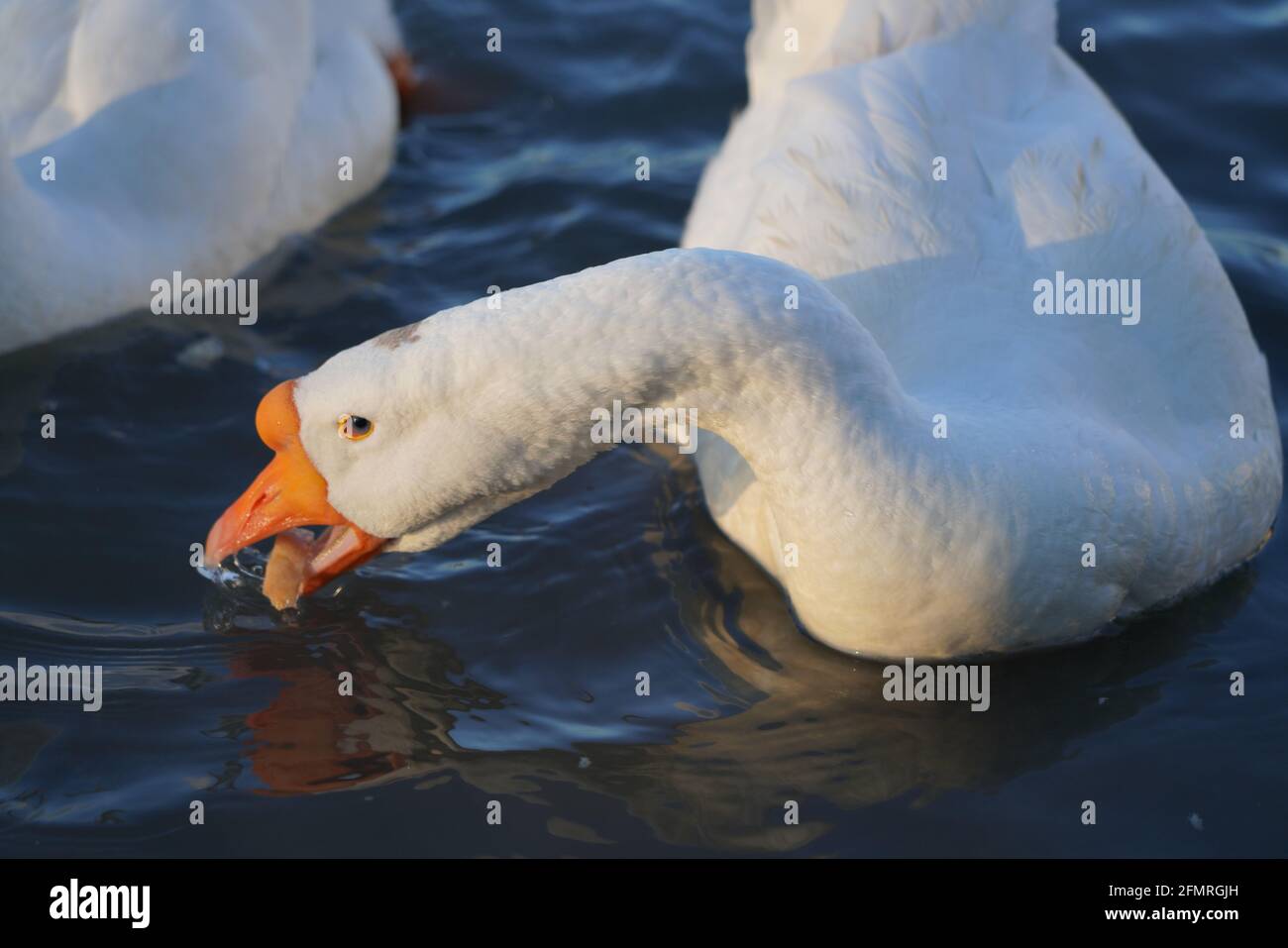 Poultry production america hi-res stock photography and images - Alamy