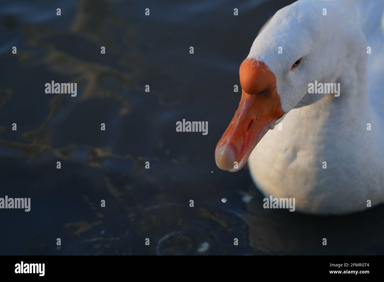 White goose eating bread in water Stock Photo - Alamy
