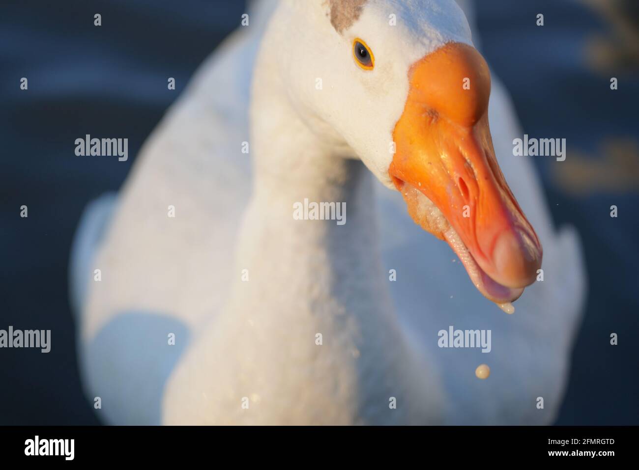 White goose eating bread in water Stock Photo - Alamy