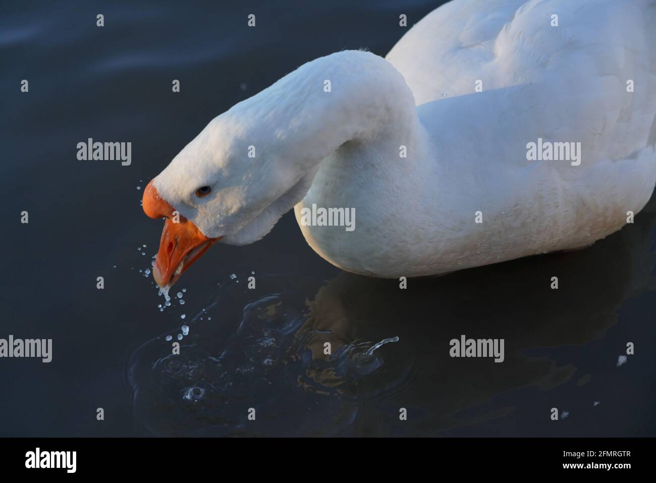 White goose eating bread in water Stock Photo - Alamy
