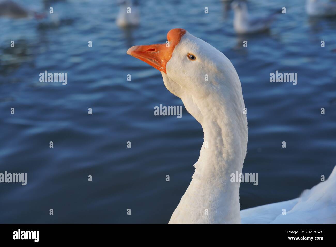 Close up portrait photography of goose head hi-res stock photography ...