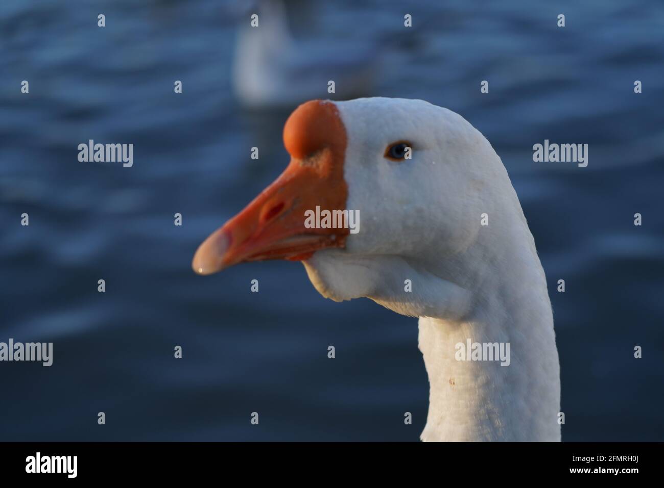 Female head in profile neck hi-res stock photography and images - Alamy