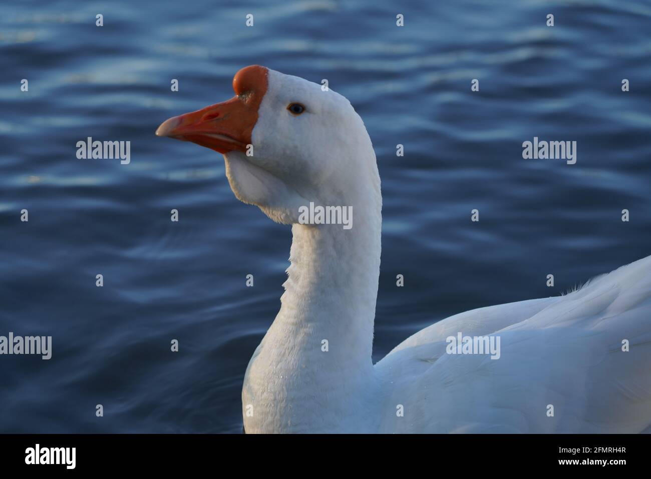 Goose head in macro photography Stock Photo - Alamy