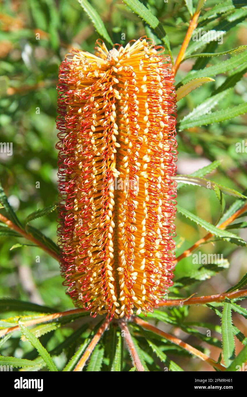 Hairpin banksia flower cone growing upwards from the tree branches. The ...