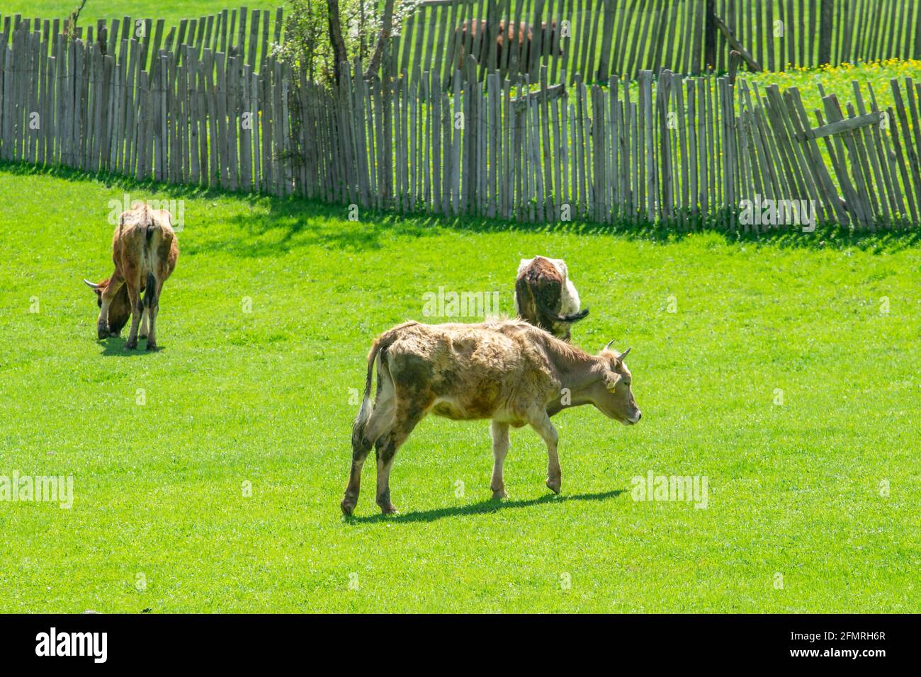 Grazing cows on a mountain green pasture, animals Stock Photo - Alamy