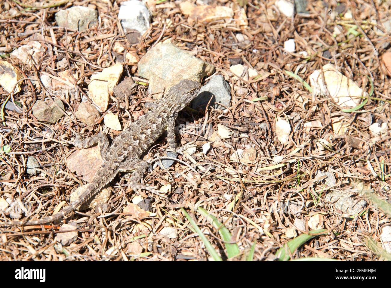 Bearded Dragon lizard on a rocky path looking around, view from above ...
