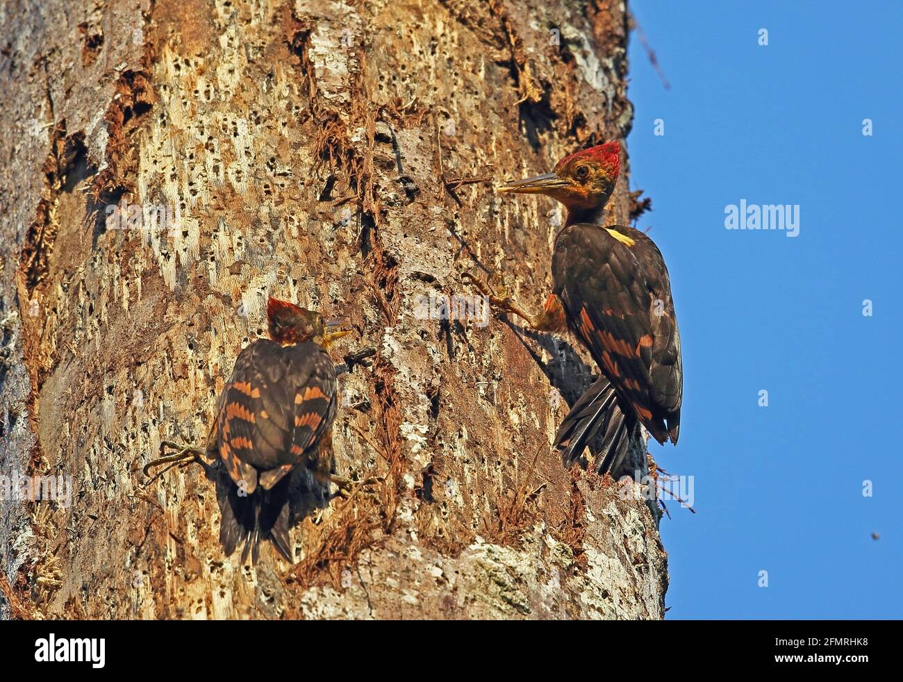 Orange-backed Woodpecker (Chrysocolaptes validus xanthopygius) juvenile ...