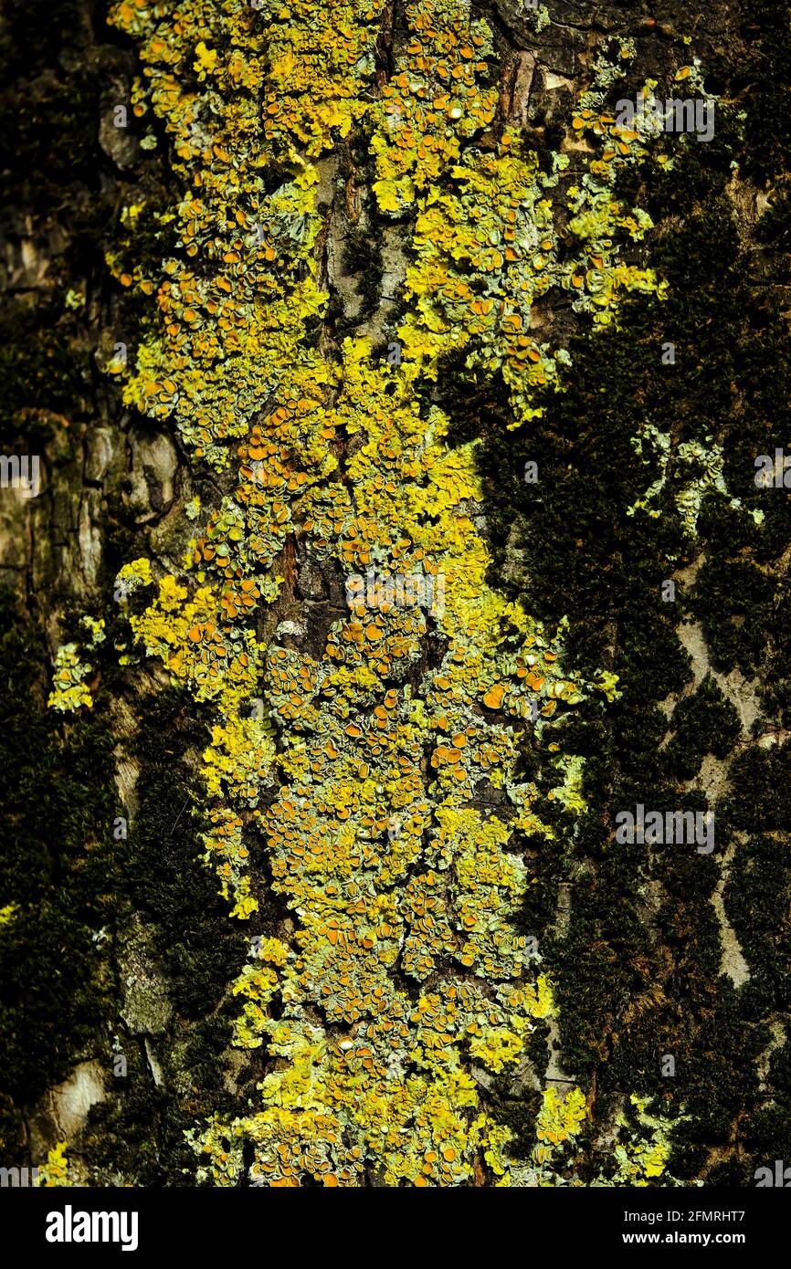 Lichen lichens tree trunk hi-res stock photography and images - Alamy