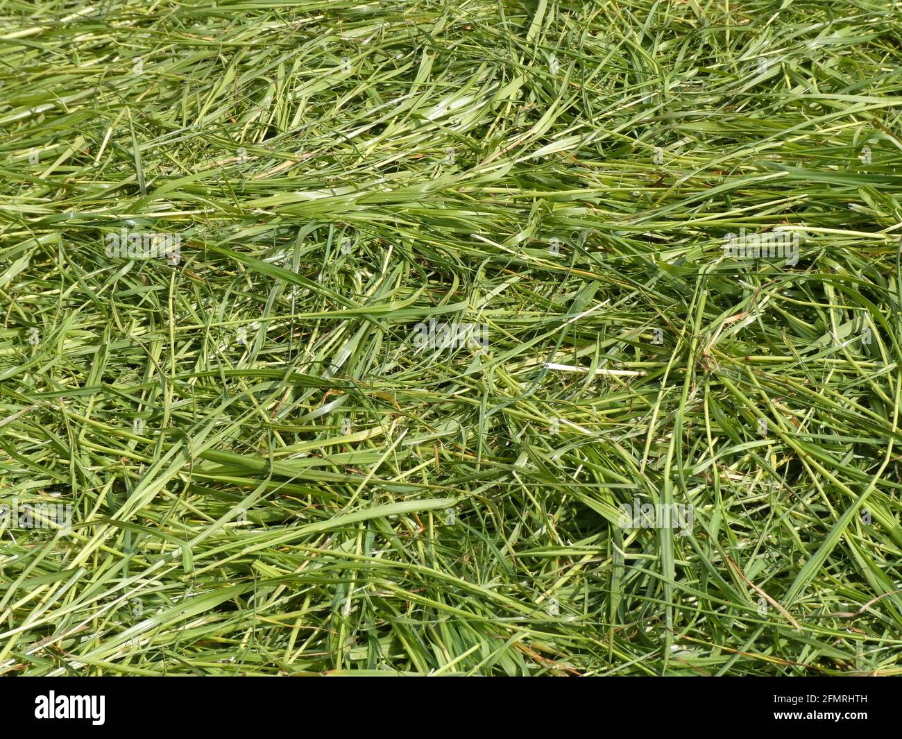 close up of grass. Fresh cut green grass. Mowing has just taken place ...