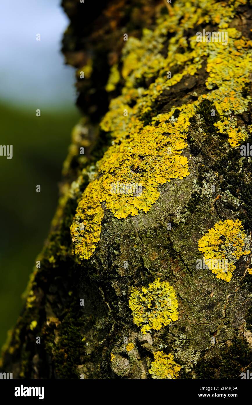 Lichens on a tree hi-res stock photography and images - Alamy